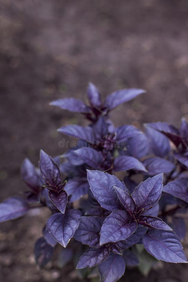 Fresh Organic Purple Basil Plant in the Garden Stock Photo - Image of ...