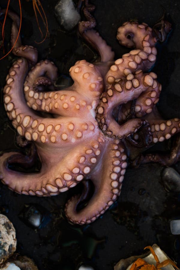 Fresh Organic Purple Octopus on Ice Black Background Stock Image ...