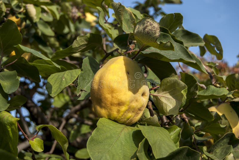 Fresh organic quince stock photo. Image of sunny, yellow - 34374534