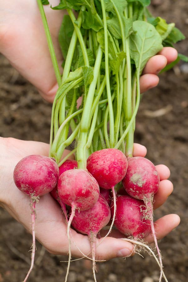 Fresh organic radish stock photo. Image of picking, garden - 25439366