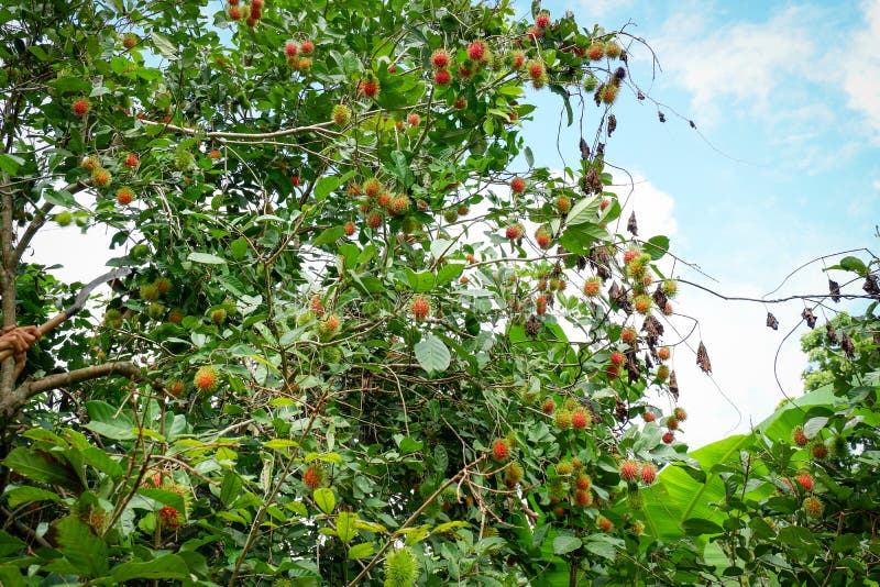 Rambutan on tree stock image. Image of harvest, asia - 99326637
