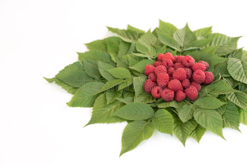 Raspberry on Green Leaves stock photo. Image of background - 140345120