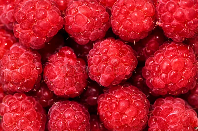 Fresh Organic Raspberry, Bio-fruits from Local Garden Stock Image ...