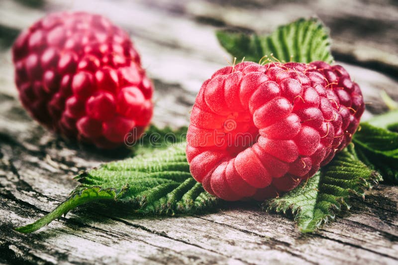 Fresh organic raspberry stock photo. Image of forest - 41236020