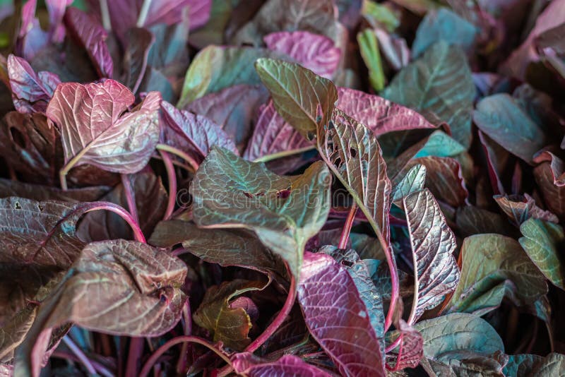 Fresh Organic Red Amaranth Spinach from Farm Close Up from Different ...