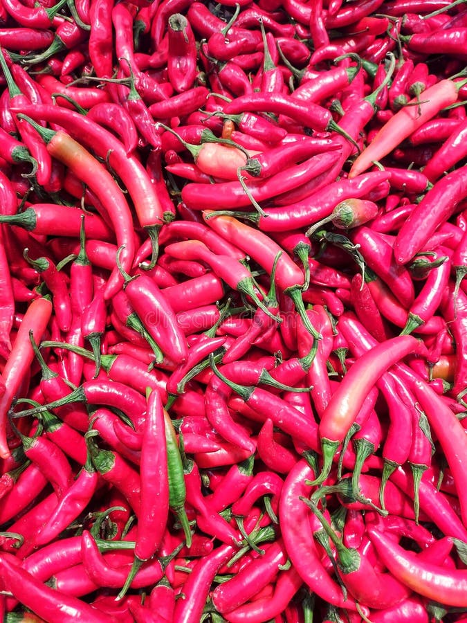 Fresh organic red chillies stock image. Image of freshness - 274897527