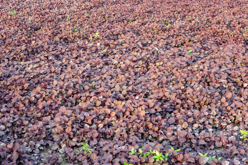 Fresh Organic Red Leaf Vegetable Growing in the Field Close Up Shot ...
