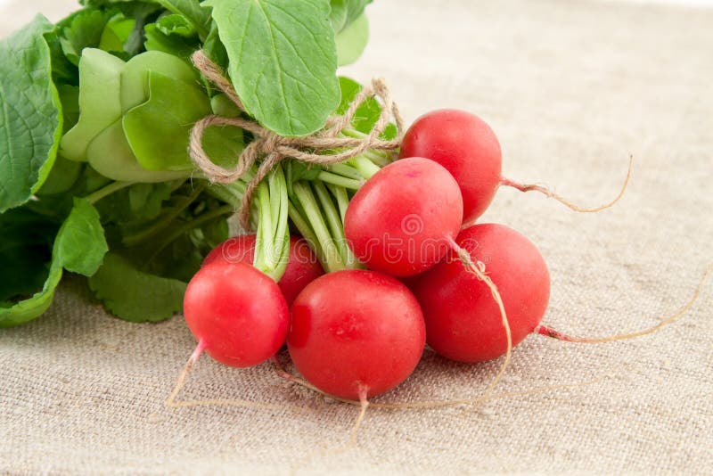 Red Radish Plants with Bunch of Radishes Stock Photo - Image of growing ...