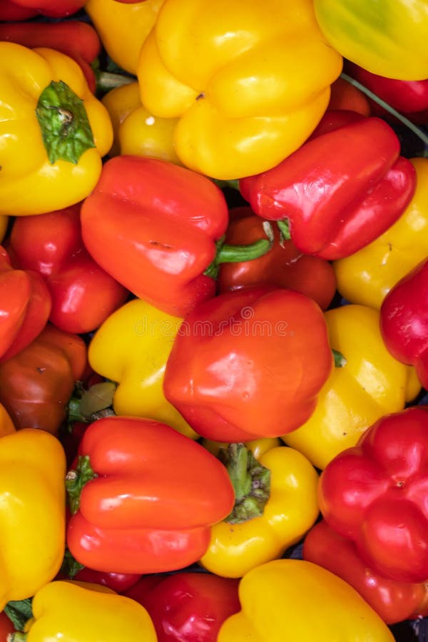 Fresh Organic Red and Yellow Capsicum from Farm Close Up from Different ...