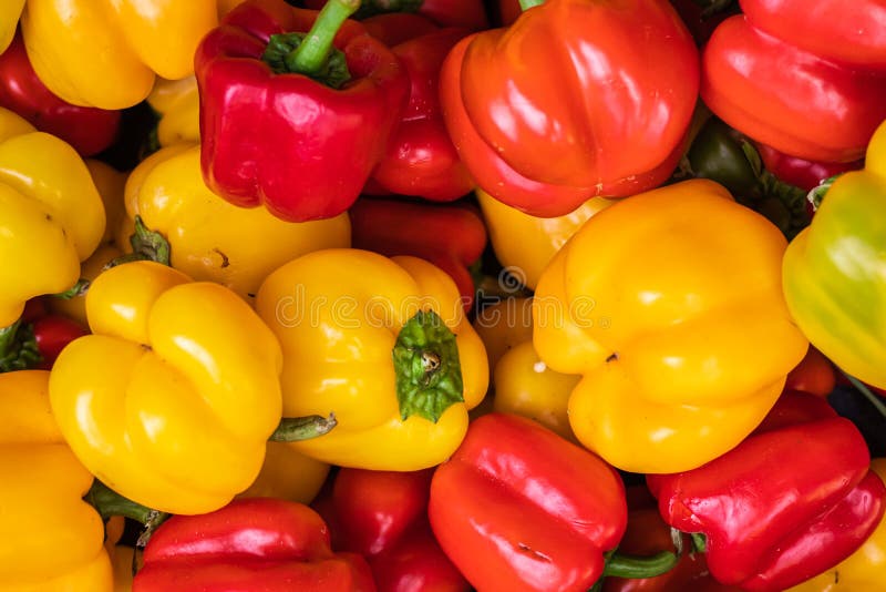 Fresh Organic Red and Yellow Capsicum from Farm Close Up from Different ...