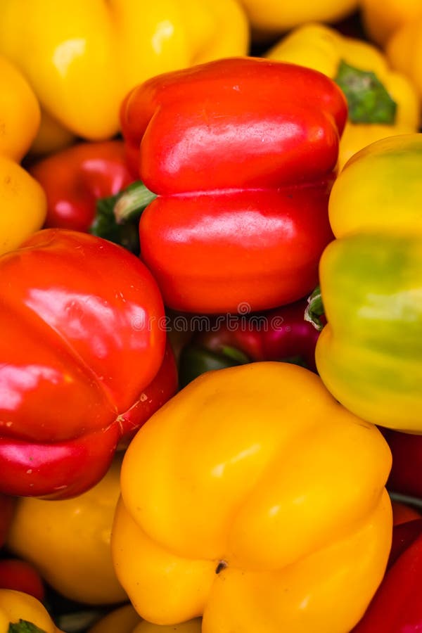 Fresh Organic Red and Yellow Capsicum from Farm Close Up from Different ...