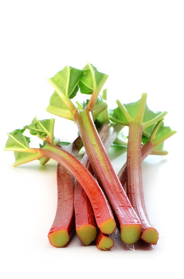 Rhubarb stock photo. Image of fruit, tart, plant, leaves - 24009600