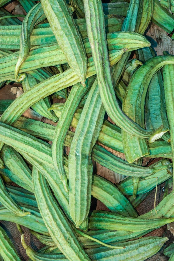 Fresh Organic Ridged Gourd from Farm Close Up from Different Angle ...