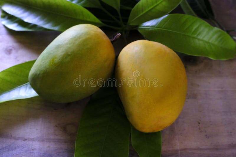 Fresh Organic Ripe Mango Fruit with Leaves Stock Photo - Image of ...