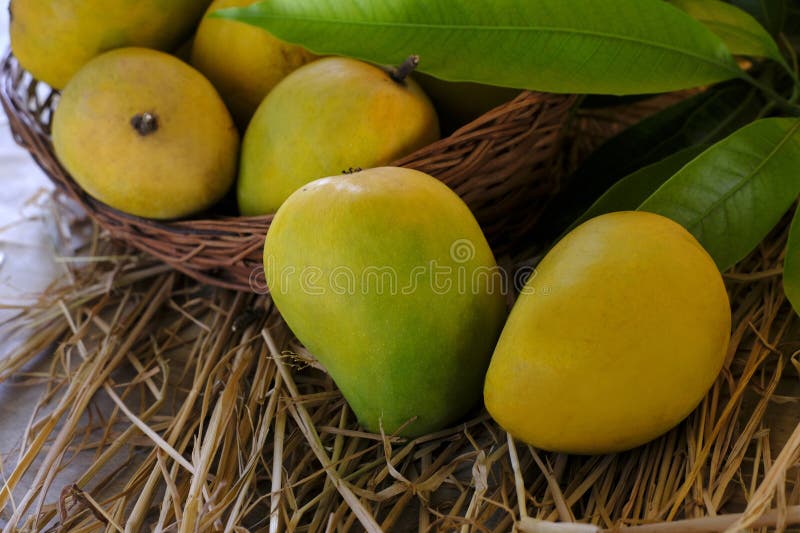 Fresh Organic Ripe Mango Fruit with Leaves Stock Photo - Image of ...