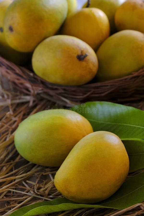 Fresh Organic Ripe Mango Fruit with Leaves Stock Photo - Image of ...