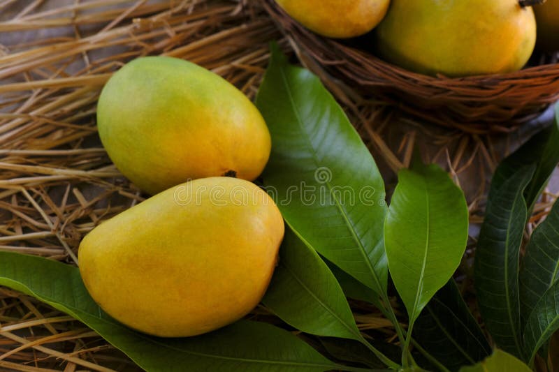 Fresh Organic Ripe Mango Fruit with Leaves Stock Photo - Image of ...