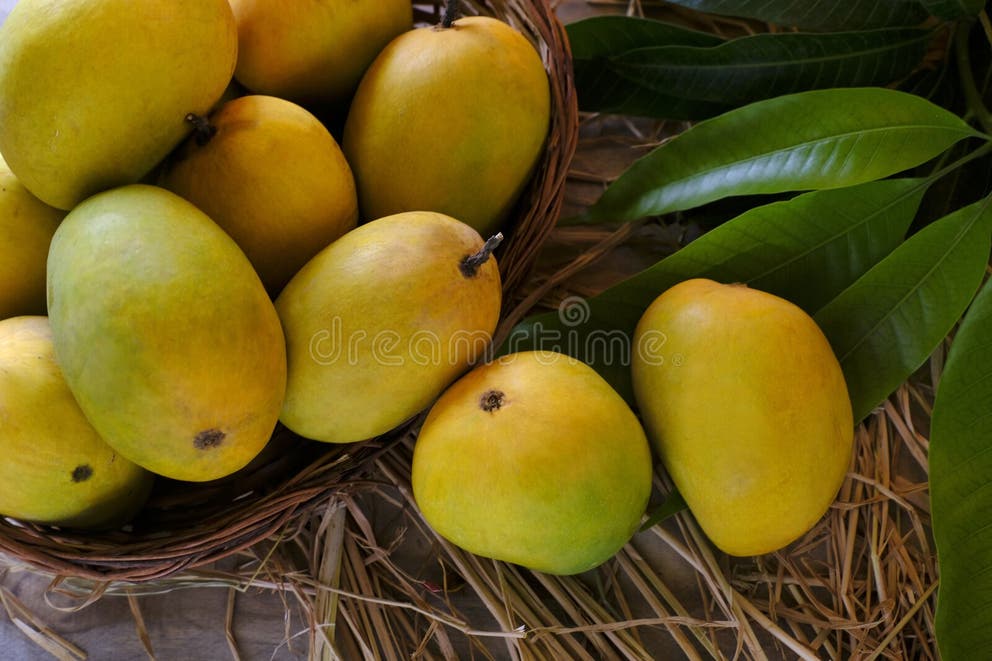Fresh Organic Ripe Mango Fruit with Leaves Stock Image - Image of ...