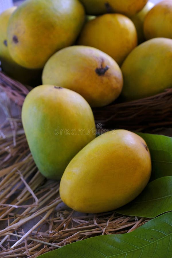 Fresh Organic Ripe Mango Fruit with Leaves Stock Photo - Image of ...