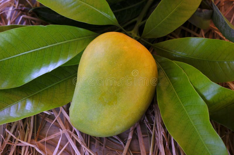 Fresh Organic Ripe Mango Fruit with Leaves Stock Photo - Image of ...