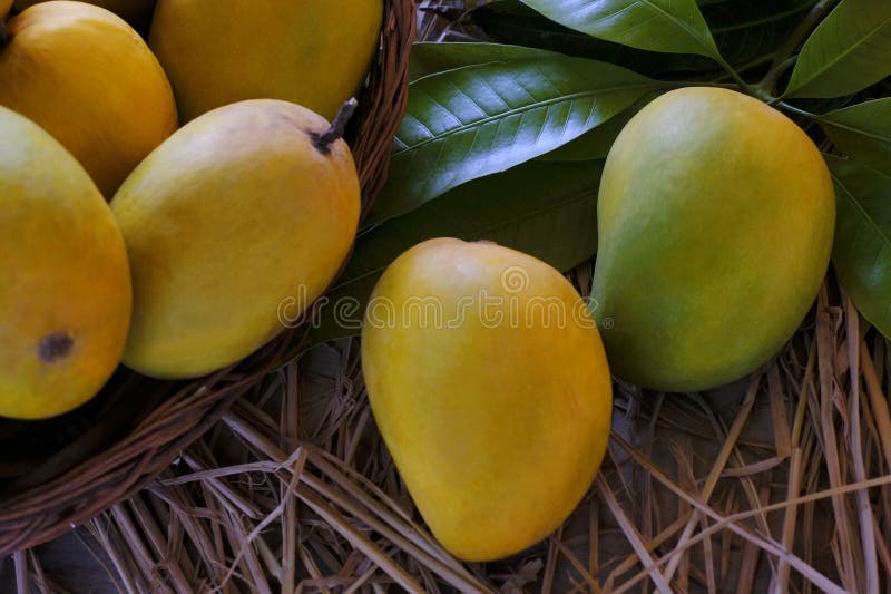 Fresh Organic Ripe Mango Fruit with Leaves Stock Photo - Image of ...