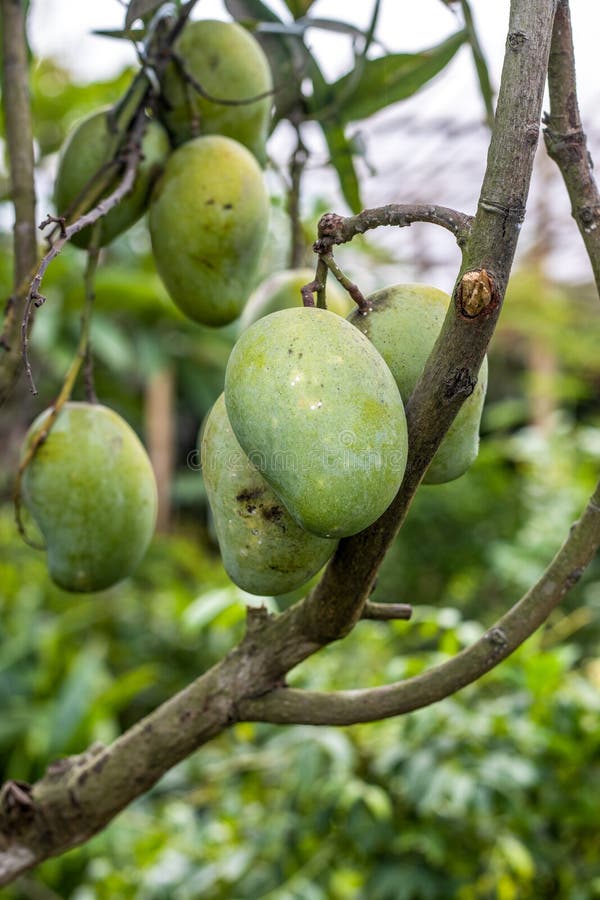 Fresh Organic Ripe Mangoes Hanging on the Tree Close Up Stock Photo ...