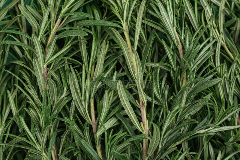 Fresh Organic Rosemary As Background Stock Image - Image of recipe ...