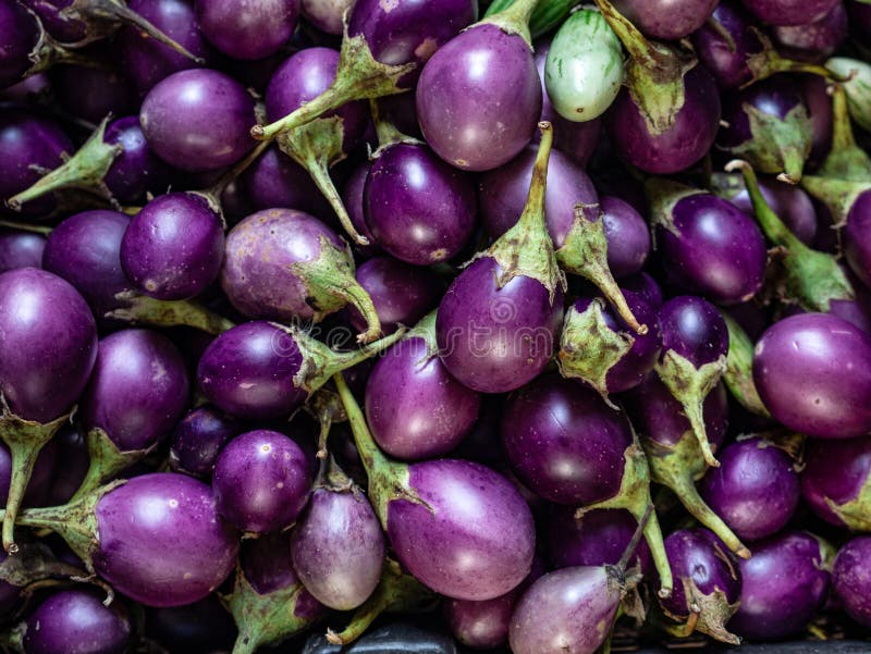 Fresh Organic Round Purple Eggplant. Anthocyanin Vegetable Stock Photo ...