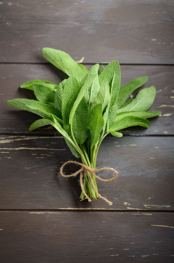 Sage bunch stock photo. Image of botany, plant, healthy - 48828782