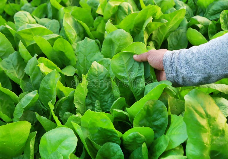 Spinach field stock image. Image of vegetables, farming - 35984883