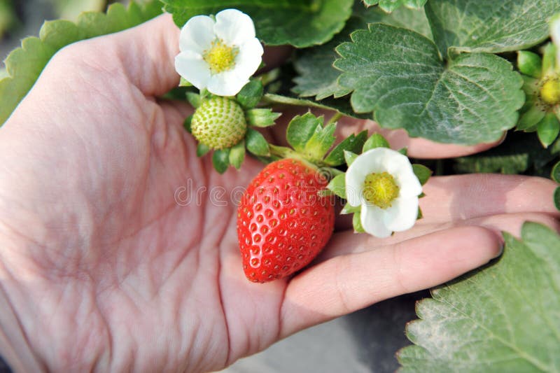 Fresh organic strawberries stock photo. Image of delicious - 23020392