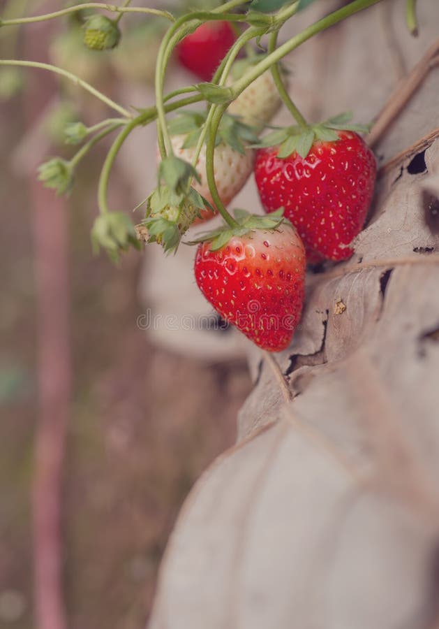 Fresh Organic Strawberry on Tree in Garden Stock Photo - Image of ...