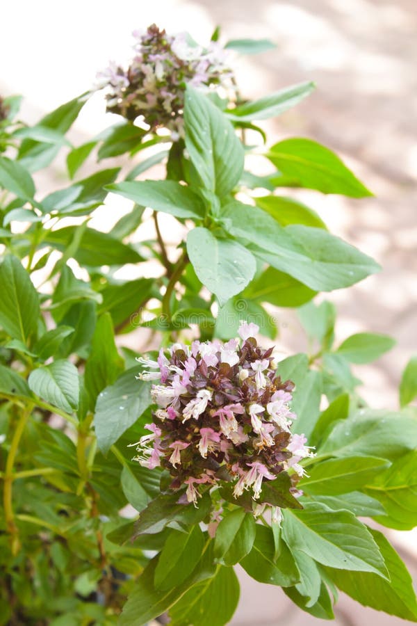 The Fresh Organic Sweet Basil Bunch. Stock Photo - Image of herbal ...