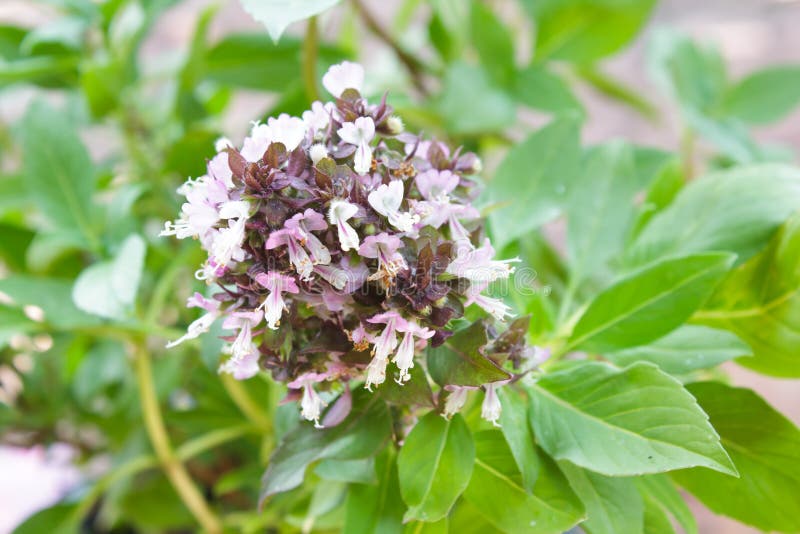 The Fresh Organic Sweet Basil Bunch. Stock Image - Image of basil ...