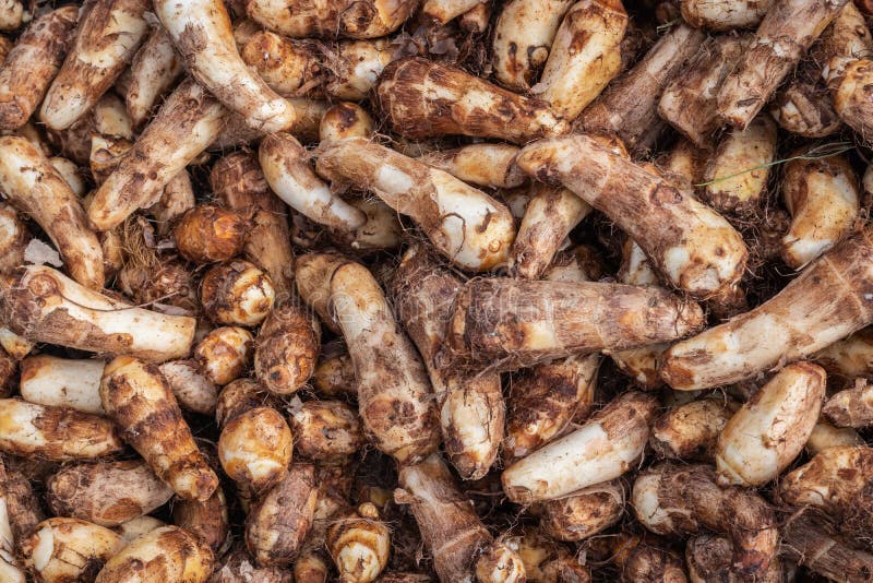 Fresh Organic Taro Root from Farm Close Up from Different Angle Stock ...