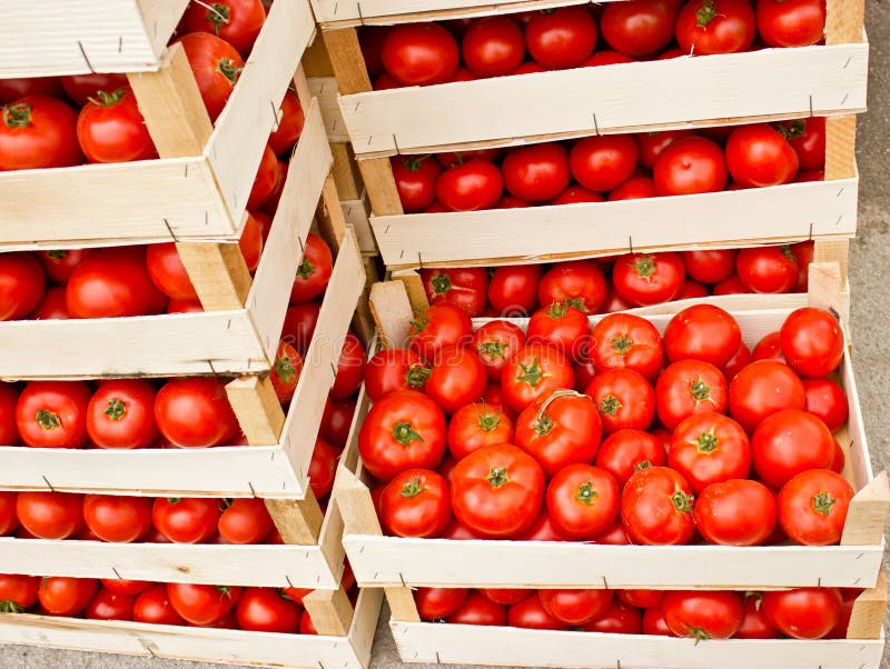 Fresh Organic Tomato in Crates Stock Photo - Image of agriculture ...