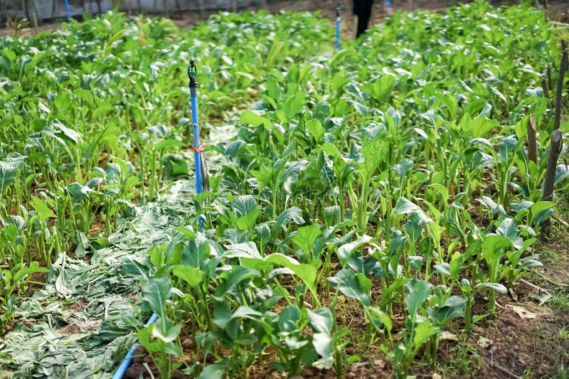 Fresh Organic Tree Grow in the Vegetable Garden at Backyard Stock Image ...