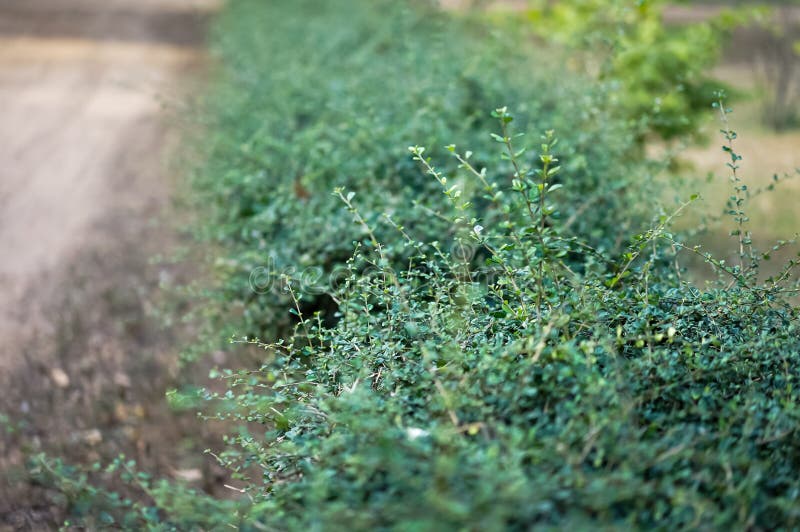 Fresh Organic Tree Grow in the Vegetable Garden at Backyard Stock Image ...