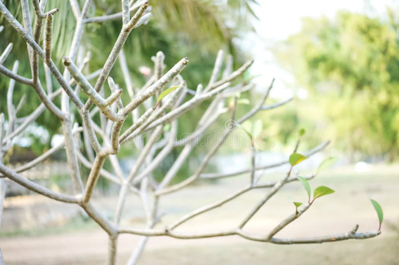 Fresh Organic Tree Grow in the Vegetable Garden at Backyard Stock Image ...