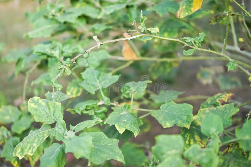 Fresh Organic Tree Grow in the Vegetable Garden at Backyard Stock Image ...