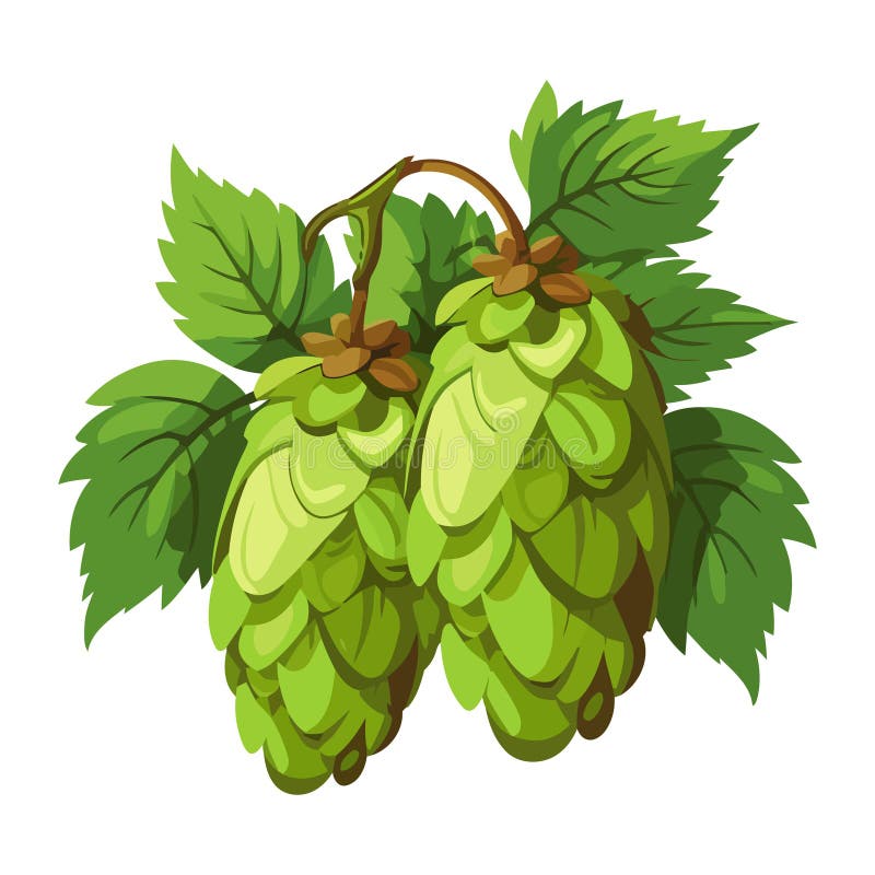 Fresh Organic Tree Hop Vector Stock Vector - Illustration of isolation ...