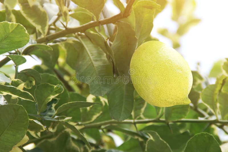 Fresh Organic Variegated Lemon Fruit on Its Tree Stock Photo - Image of ...