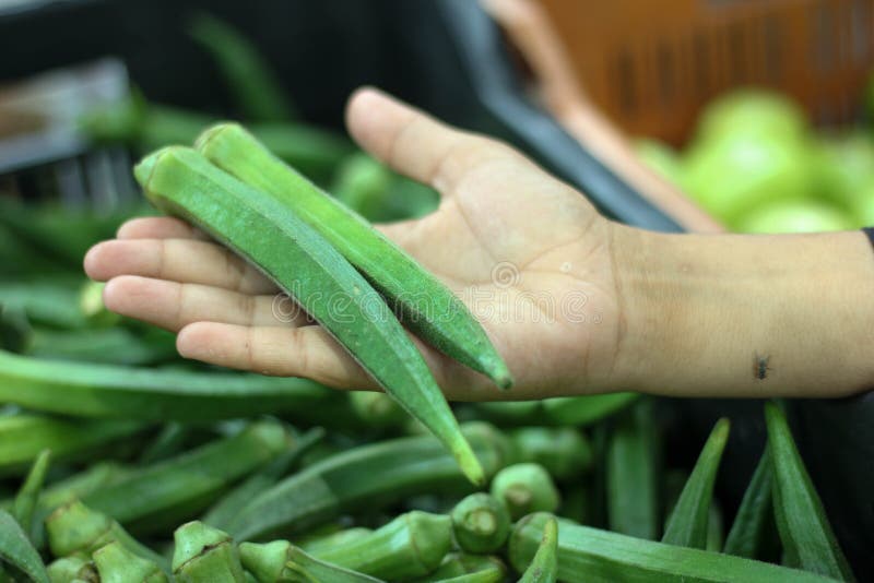 Fresh Organic Vegetable on Hand Stock Image - Image of holding ...