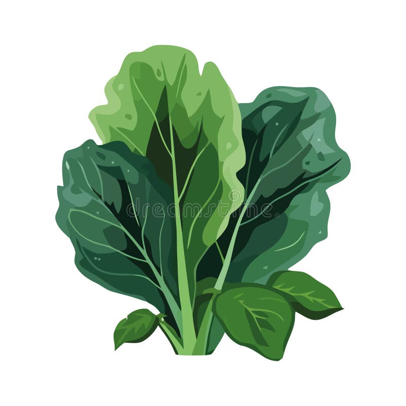 Fresh Organic Vegetables Leaf Stock Vector - Illustration of healthy ...