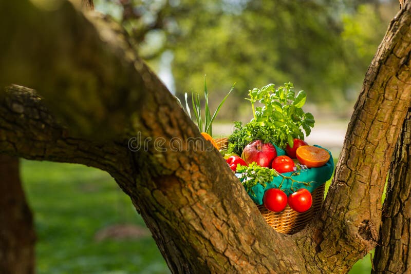 Fresh Organic Vegetables in Wicker Basket in the Garden on a Tree Stock ...