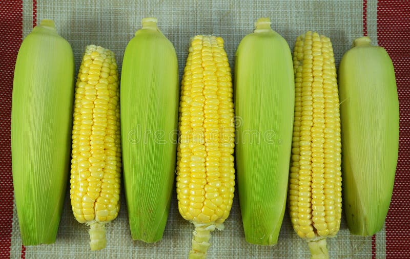Fresh Organic Yellow Sweet Corn Stock Image - Image of corn ...
