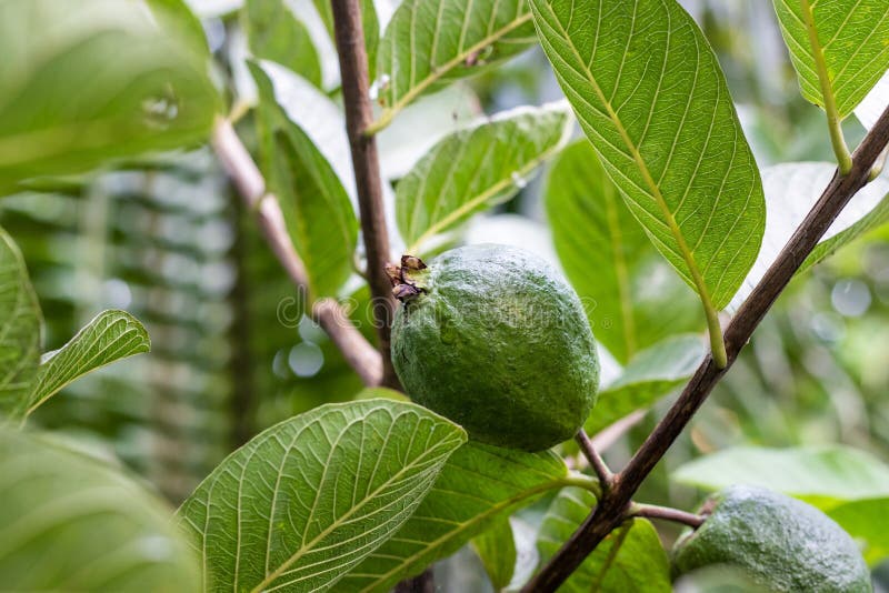 Fresh Organic Young Guava Fruit Growing on the Tree with Leaves Stock ...