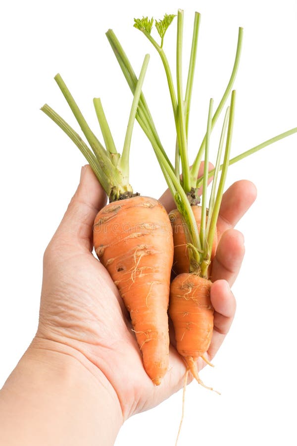 Fresh Organics Carrots in Hand Stock Image - Image of white, closeup ...