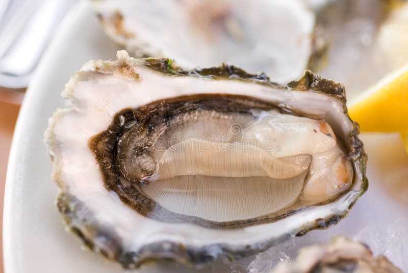 Fresh oyster stock image. Image of seattle, health, cafe - 13172621