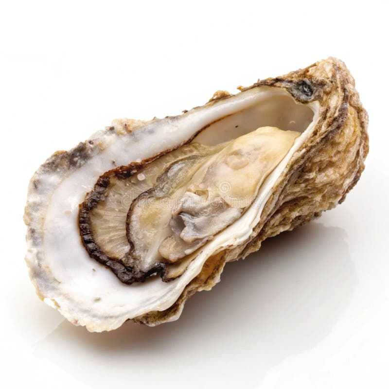 Oyster stock illustration. Illustration of produce, healthy - 367912802